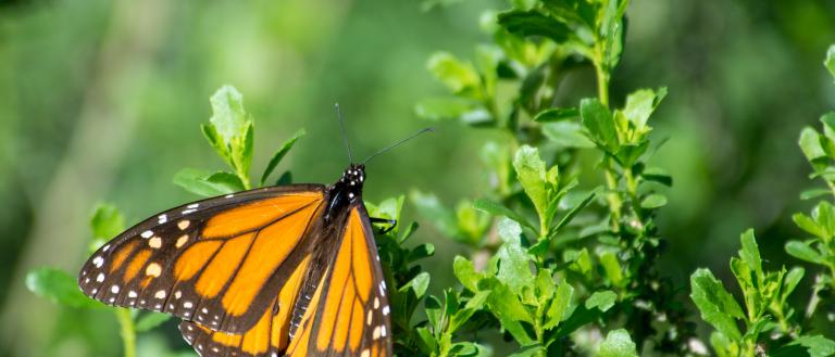 The Impact of Climate Change on the Western Monarch Butterfly ...