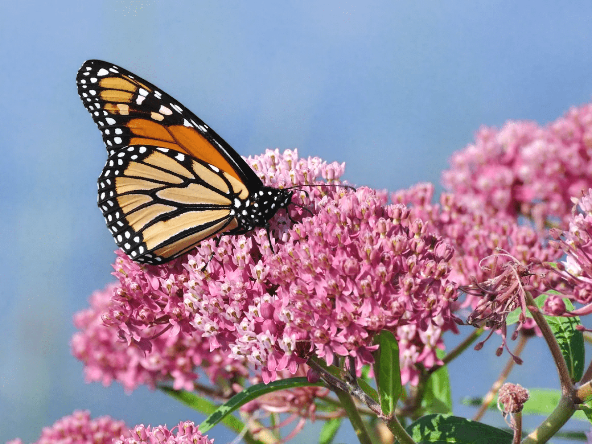 The Impact of Climate Change on the Western Monarch Butterfly ...