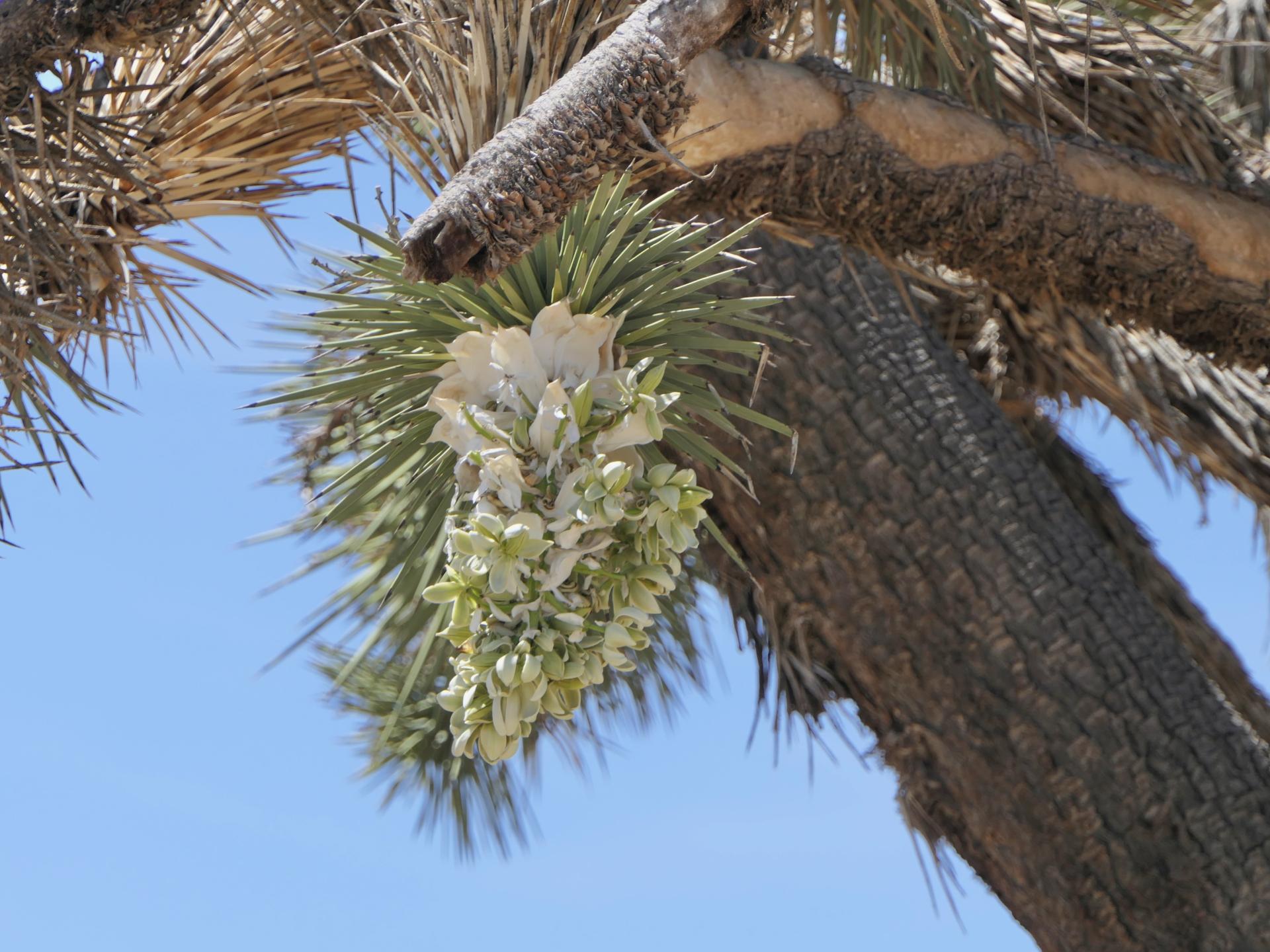 Preserving California’s Joshua Trees | California State Parks Foundation