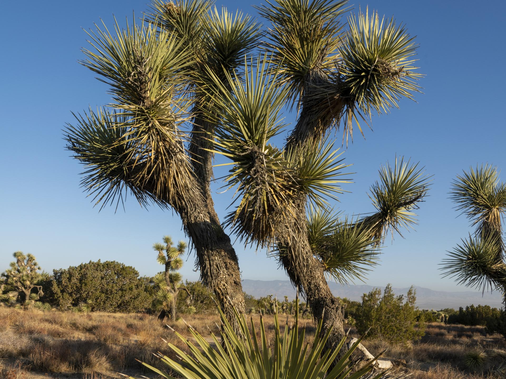 Preserving California’s Joshua Trees | California State Parks Foundation