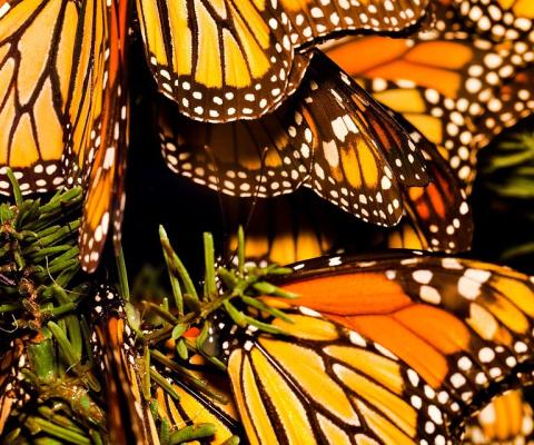 PROTECTING THE WESTERN MONARCH BUTTERFLY | Cal Parks