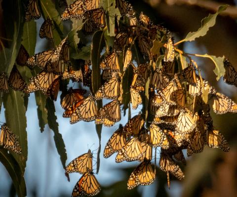 As Annual Western Monarch Butterfly Count Gets Underway, New Analysis ...