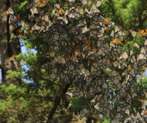 Safeguard Iconic California Species This Giving Parksday | California ...
