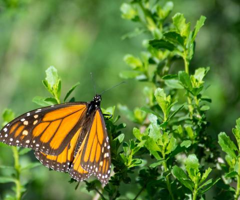 New Analysis: The Impact of Climate Change on the Western Monarch ...