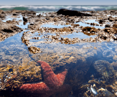 Join Us for the 41st Annual California Coastal Cleanup Day | California ...