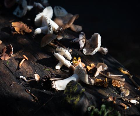 Mushroom Foraging at Salt Point State Park