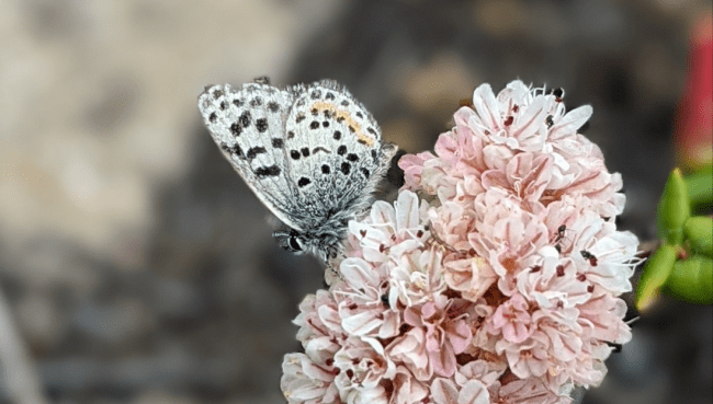 Por qué salvar a la mariposa azul de Smith ayuda a proteger la costa de ...